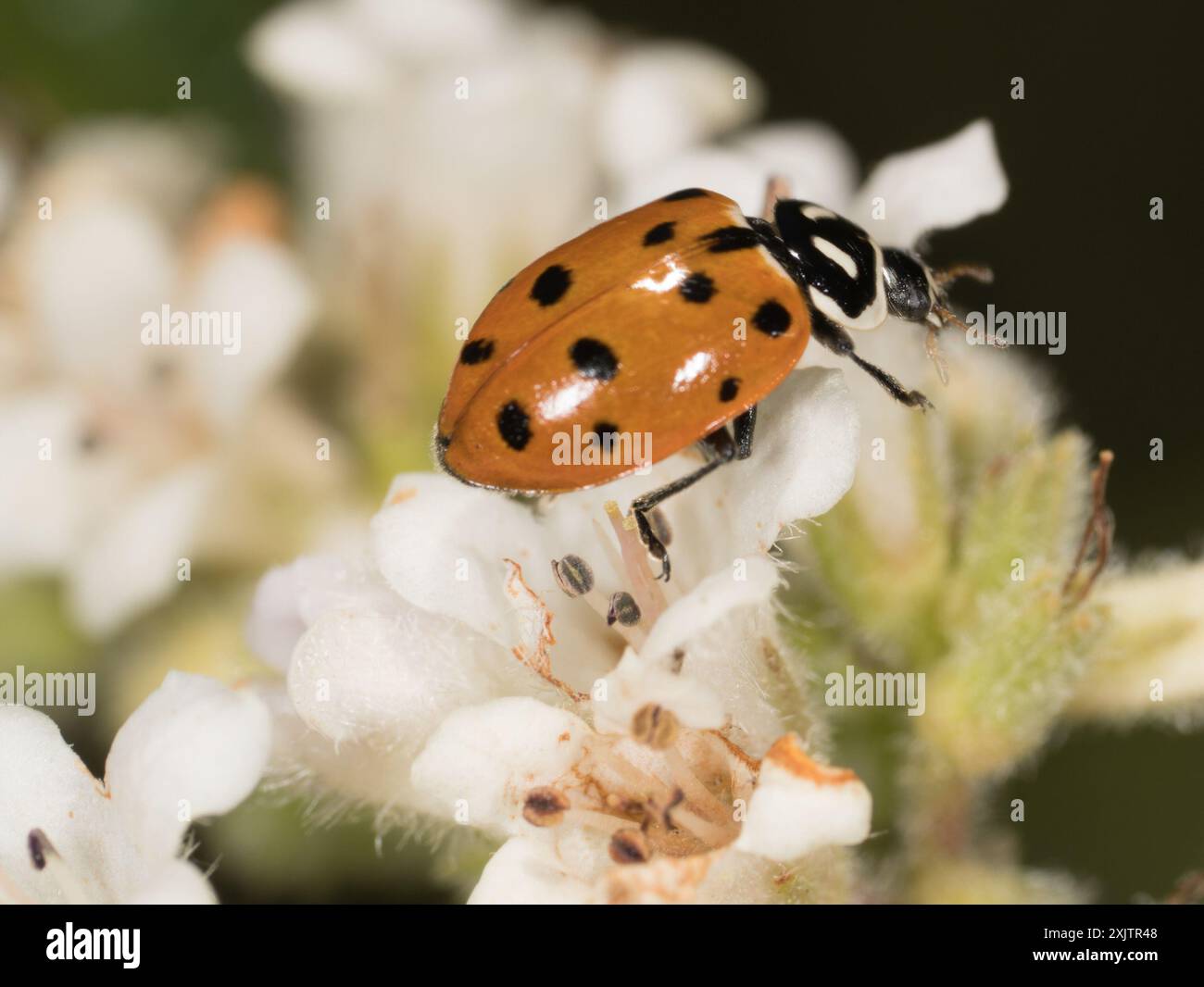 Convergent Lady Beetle (Hippodamia convergens) Insecta Stock Photo - Alamy