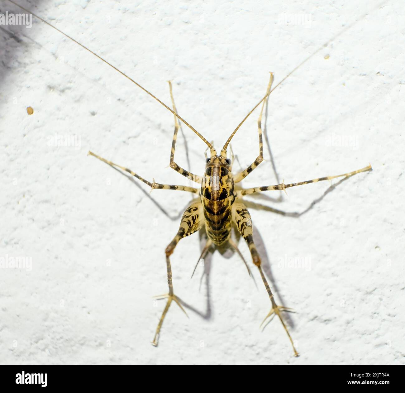Japanese Camel Cricket (Diestrammena japanica) Insecta Stock Photo - Alamy