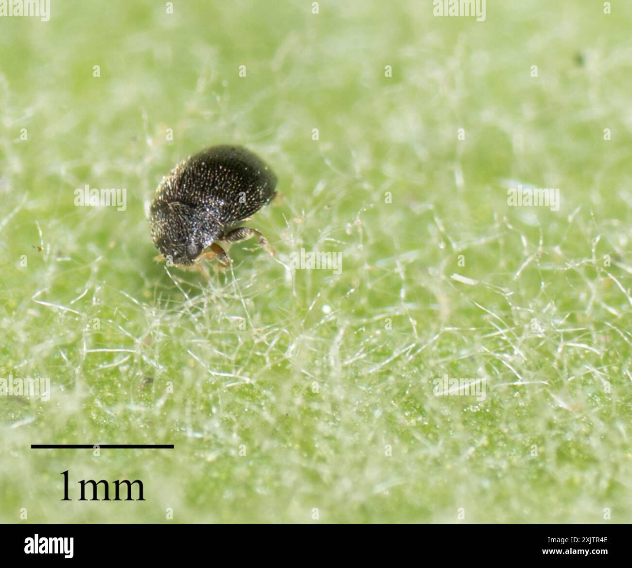 Spider Mite Destroyer (Stethorus punctum) Insecta Stock Photo - Alamy