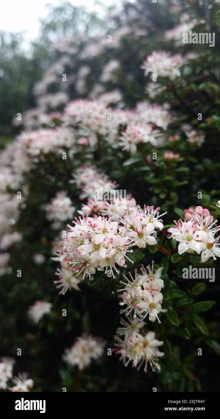 sand myrtle (Kalmia buxifolia) Plantae Stock Photo - Alamy
