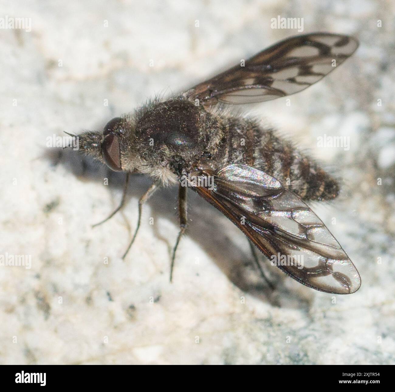 Cone-snout Bee Fly (Conophorus fenestratus) Insecta Stock Photo - Alamy