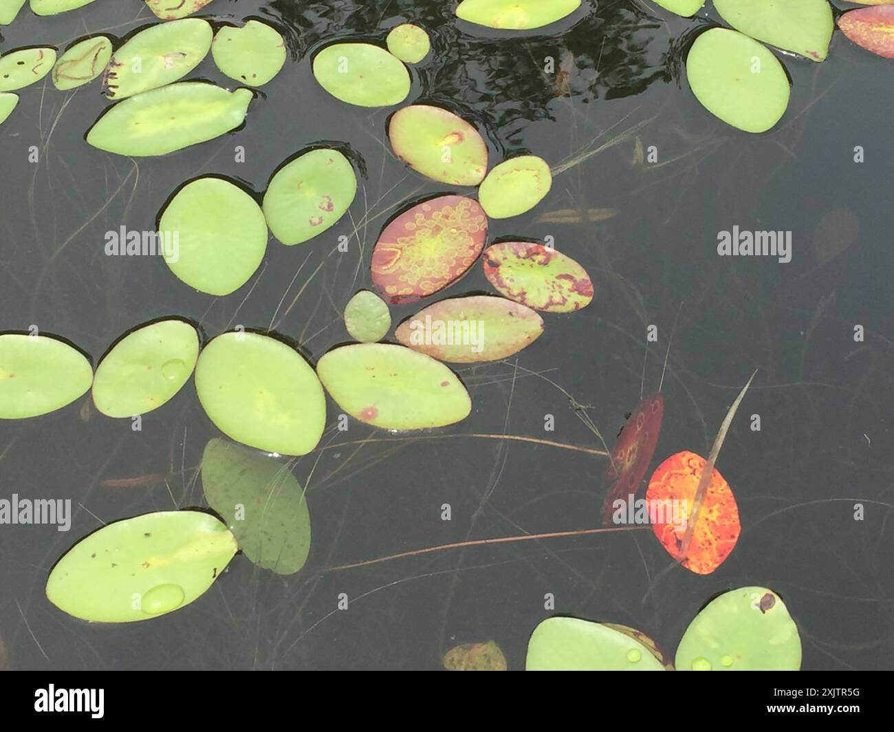 Watershield (Brasenia schreberi) Plantae Stock Photo - Alamy