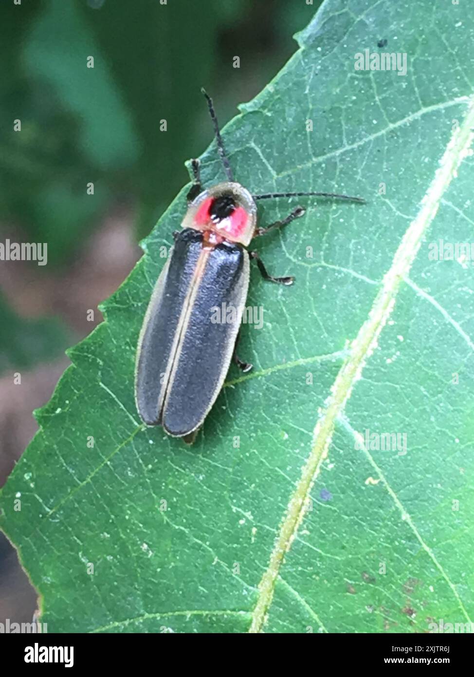 Common Eastern Firefly (Photinus pyralis) Insecta Stock Photo - Alamy