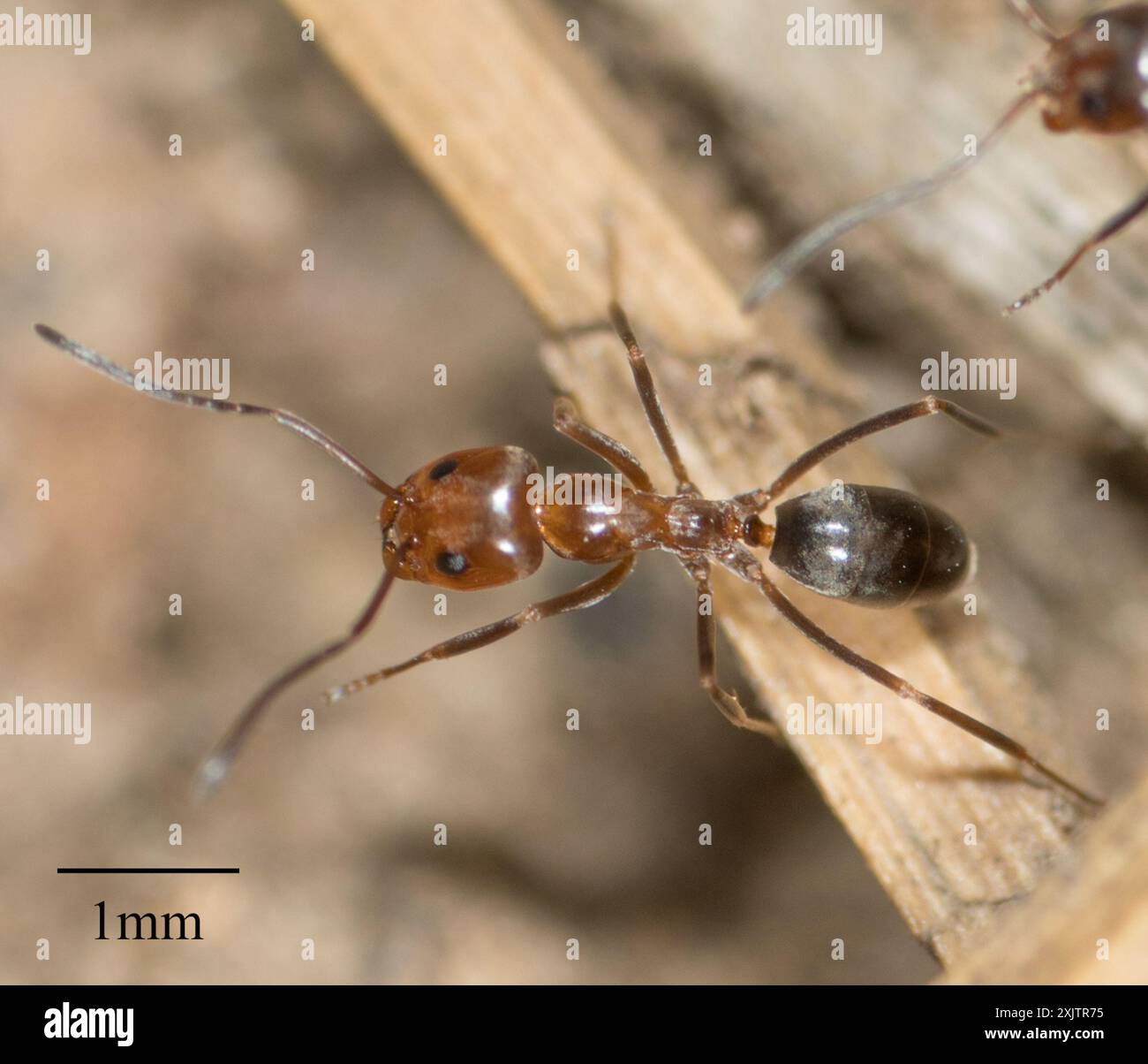 Pyramid Ants (Dorymyrmex) Insecta Stock Photo - Alamy