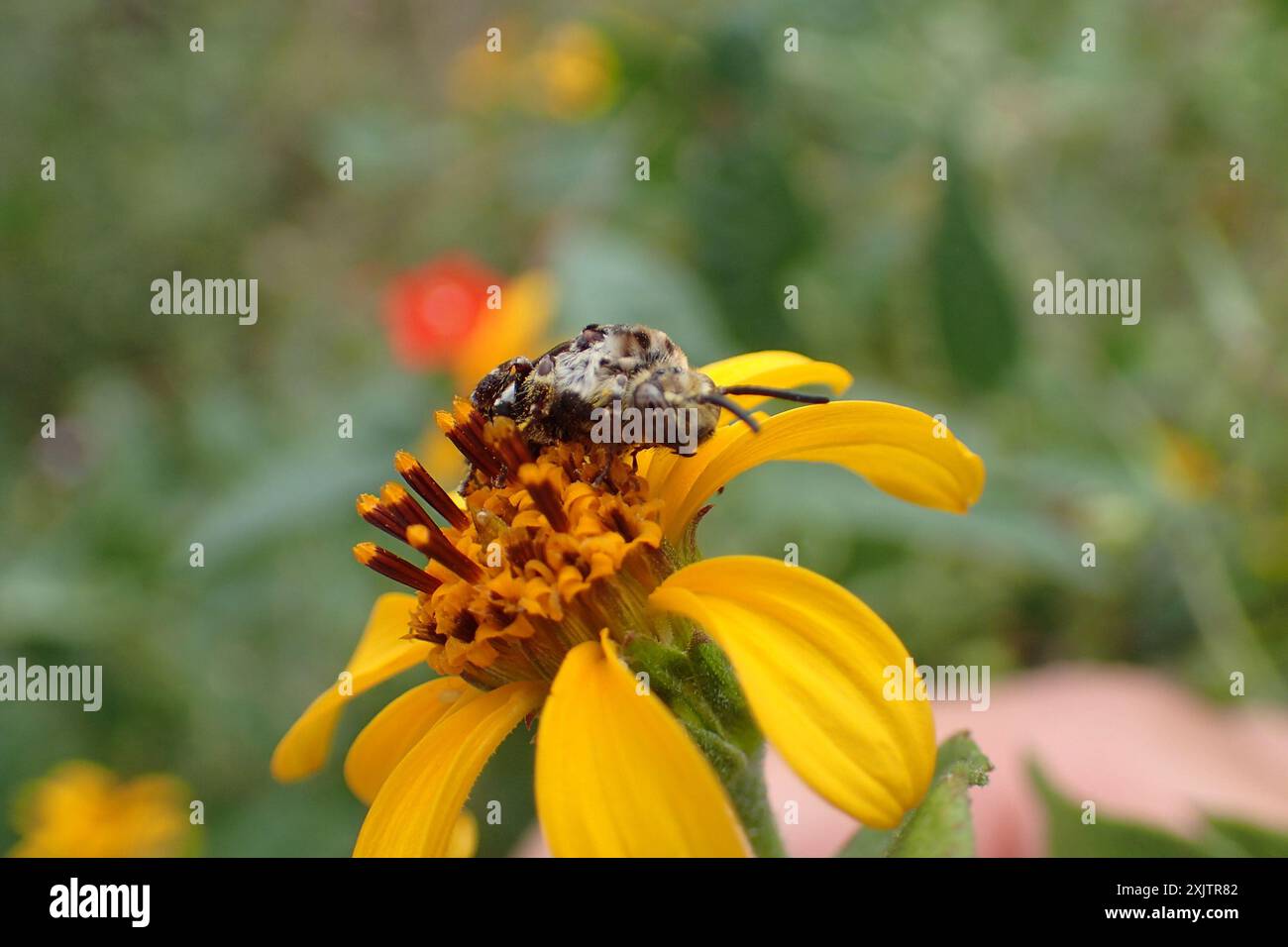 California Digger-cuckoo Bee (Brachymelecta californica) Insecta Stock ...