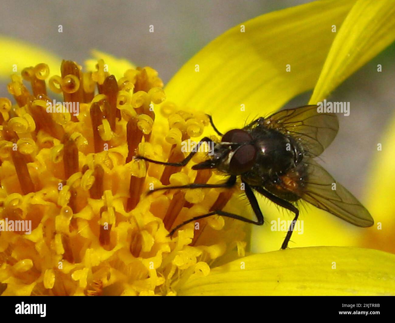 Bristle Flies (Tachinidae) Insecta Stock Photo - Alamy