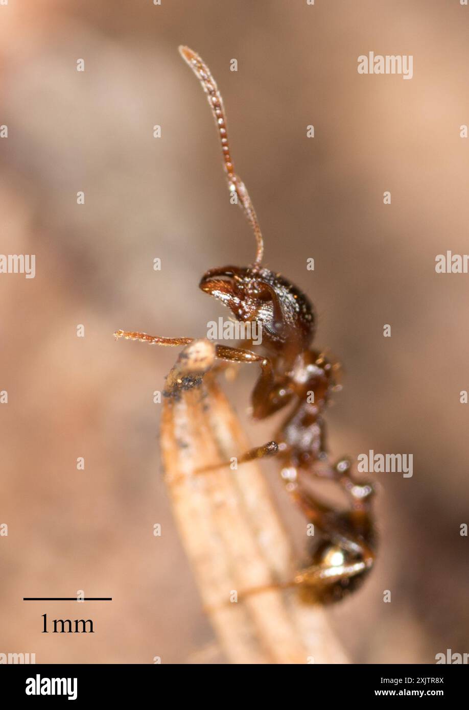 Western Collared Ant (Aphaenogaster occidentalis) Insecta Stock Photo ...