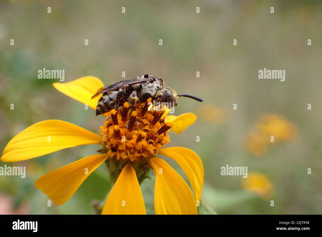 California Digger-cuckoo Bee (Brachymelecta californica) Insecta Stock ...