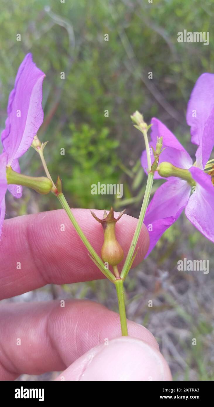 Maid Marian (Rhexia nashii) Plantae Stock Photo - Alamy