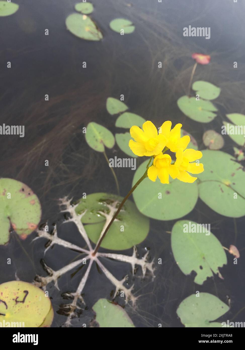 swollen bladderwort (Utricularia inflata) Plantae Stock Photo - Alamy