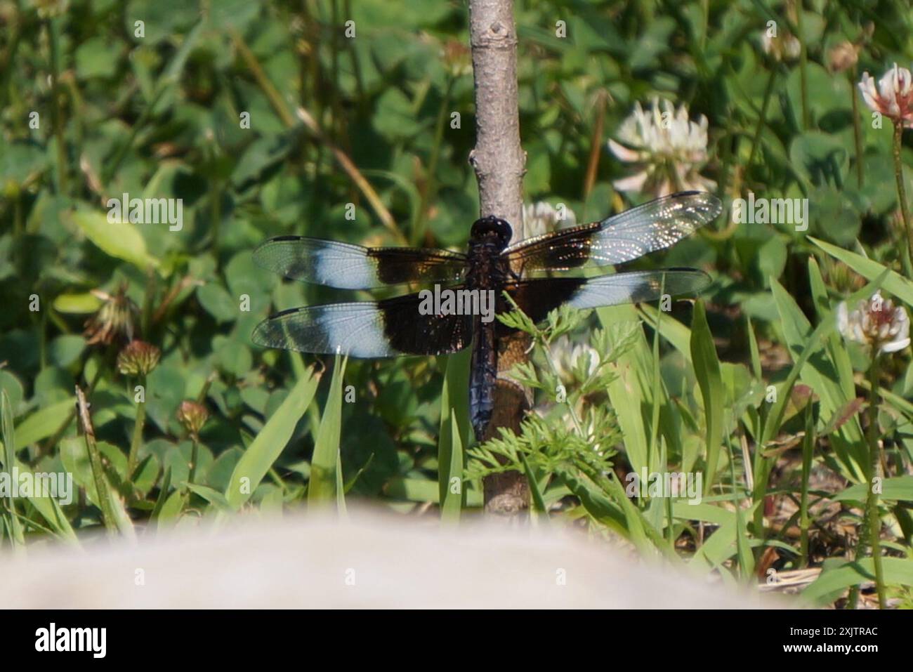 Widow Skimmer (Libellula luctuosa) Insecta Stock Photo - Alamy