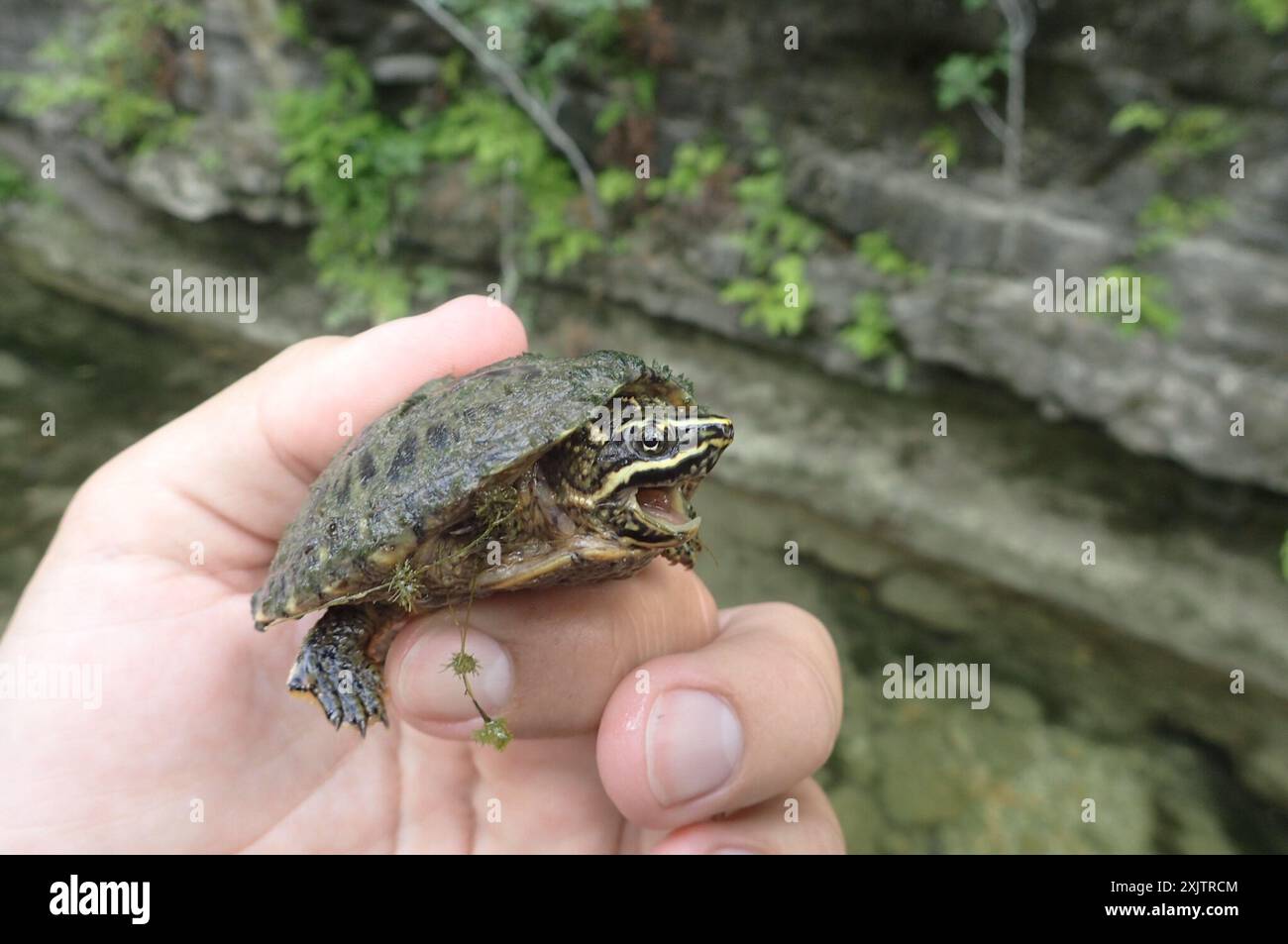Eastern Musk Turtle (Sternotherus odoratus) Reptilia Stock Photo - Alamy