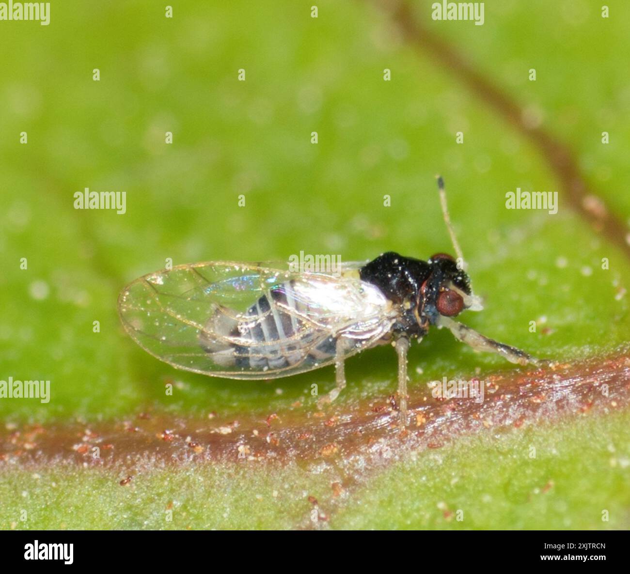 lemonade berry psyllid (Calophya californica) Insecta Stock Photo - Alamy
