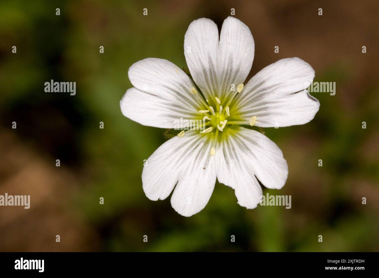 field chickweed (Cerastium arvense) Plantae Stock Photo - Alamy