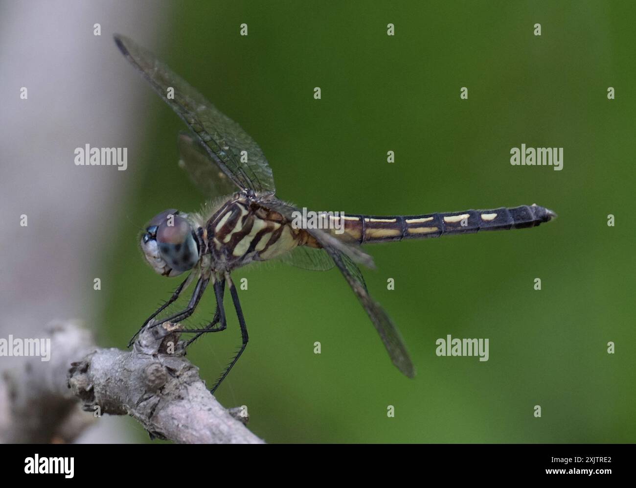 Blue Dasher (Pachydiplax longipennis) Insecta Stock Photo - Alamy