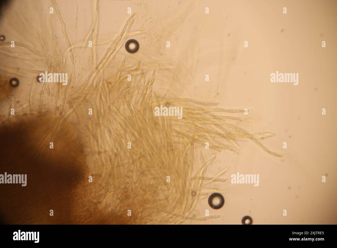 Yellow green hypomyces hi-res stock photography and images - Alamy