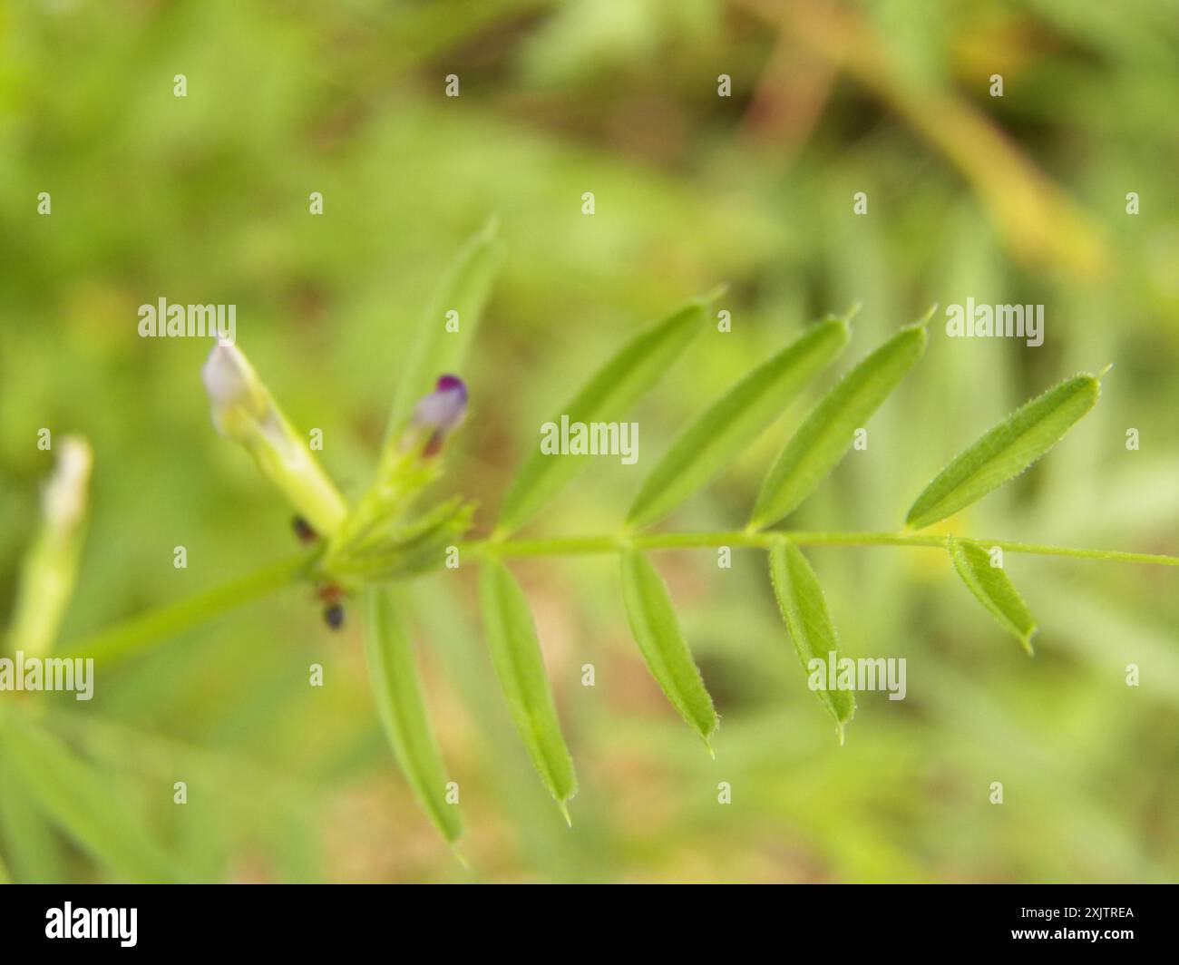 Common Vetch (Vicia sativa) Plantae Stock Photo - Alamy