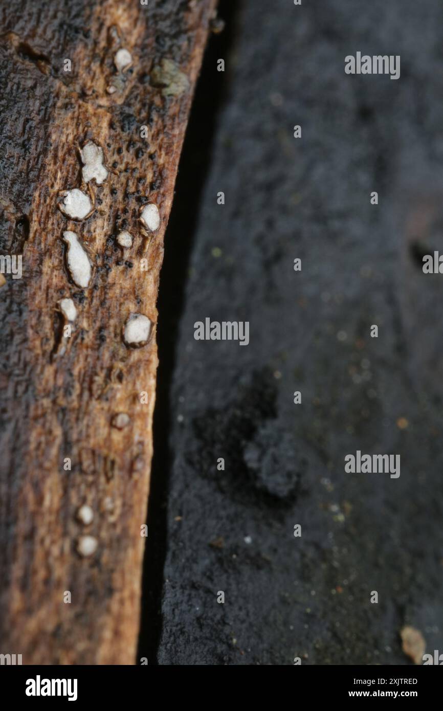 (Propolis farinosa) Fungi Stock Photo - Alamy