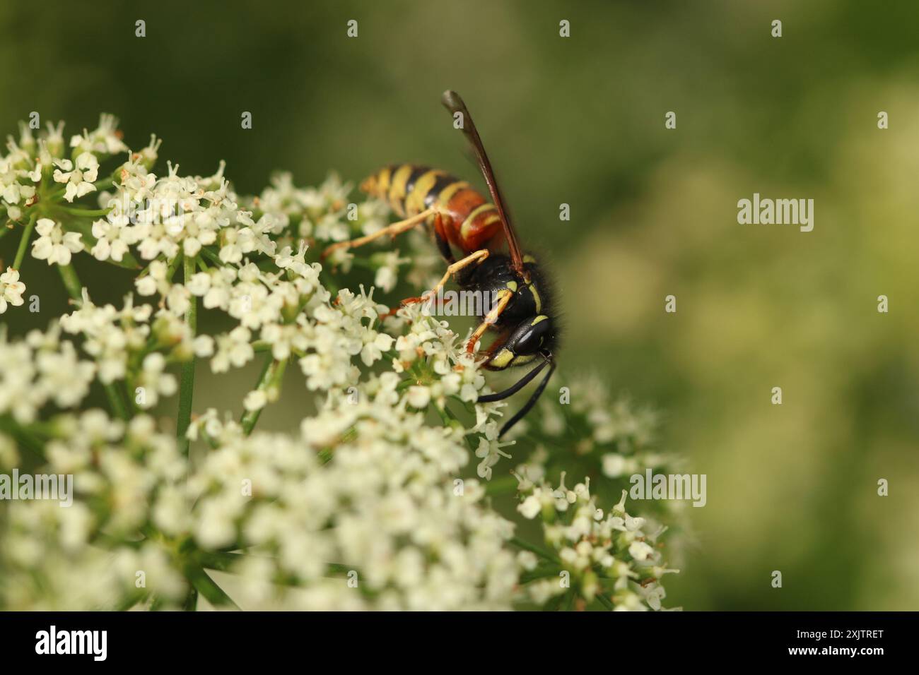 Red-banded Yellowjacket (Vespula rufa) Insecta Stock Photo - Alamy