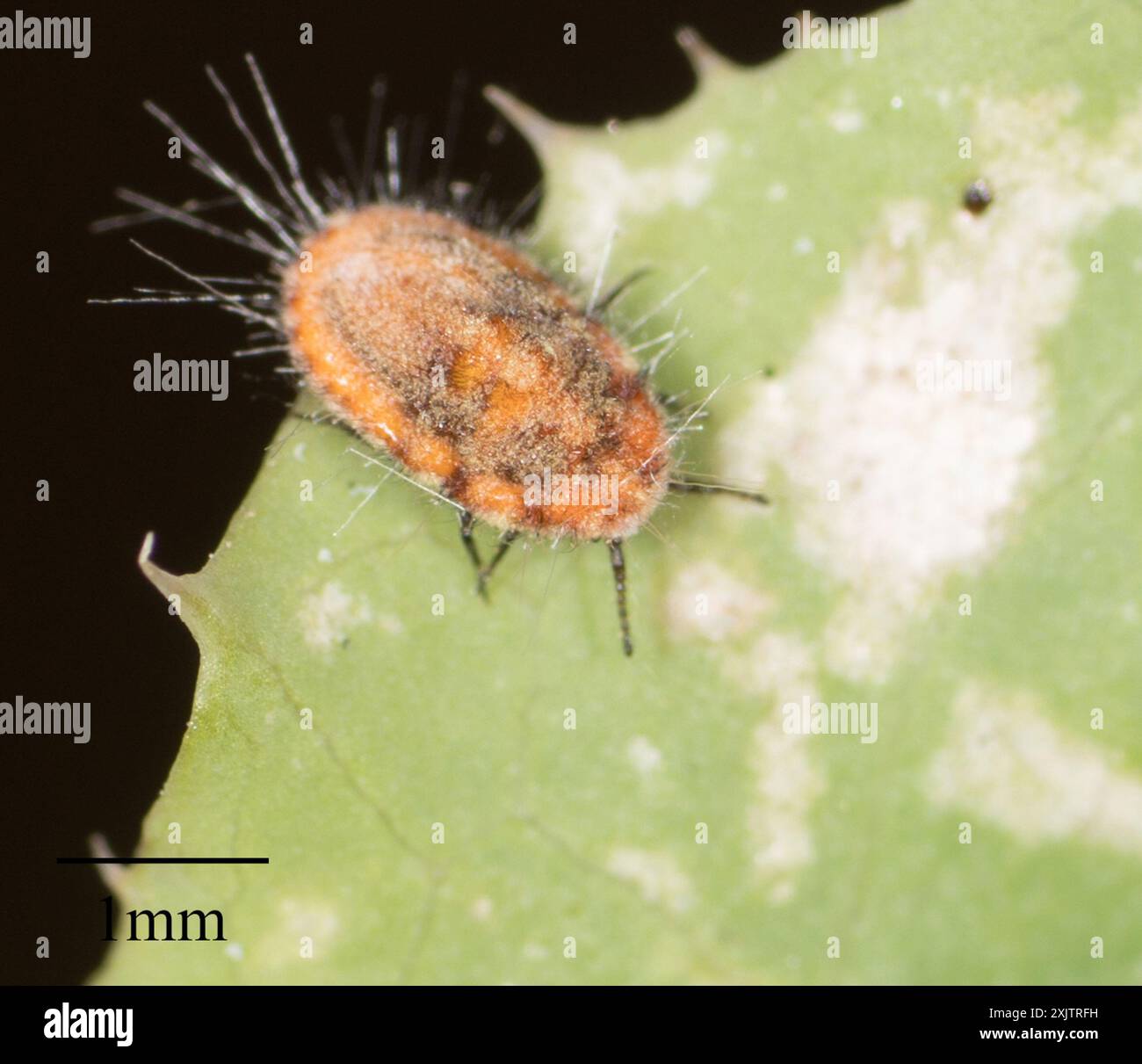 Cottony cushion scale (Icerya purchasi) Insecta Stock Photo - Alamy