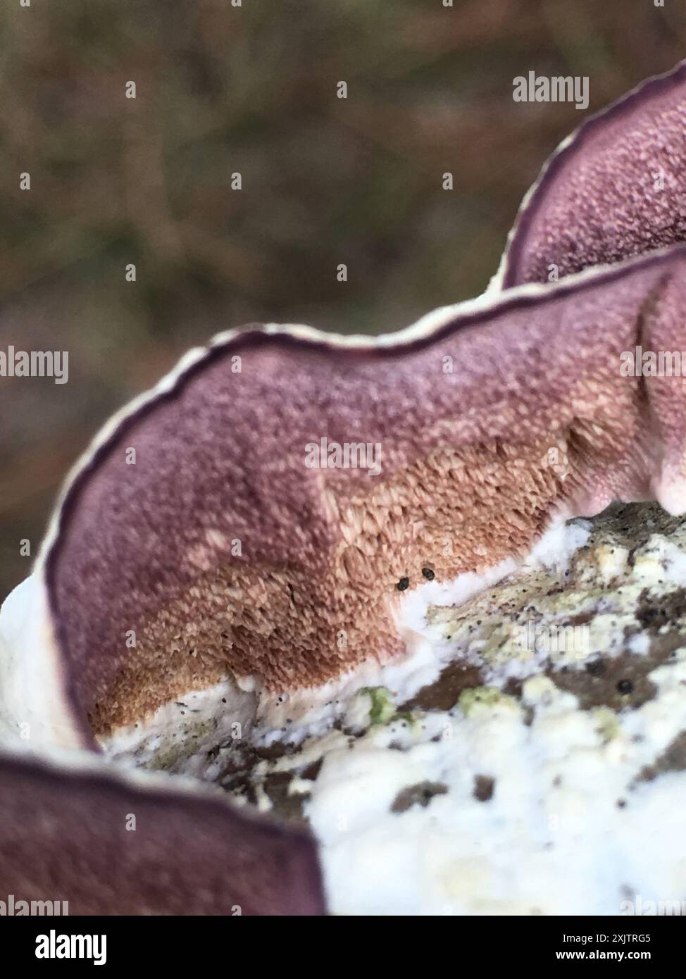 violet-toothed polypore (Trichaptum biforme) Fungi Stock Photo - Alamy