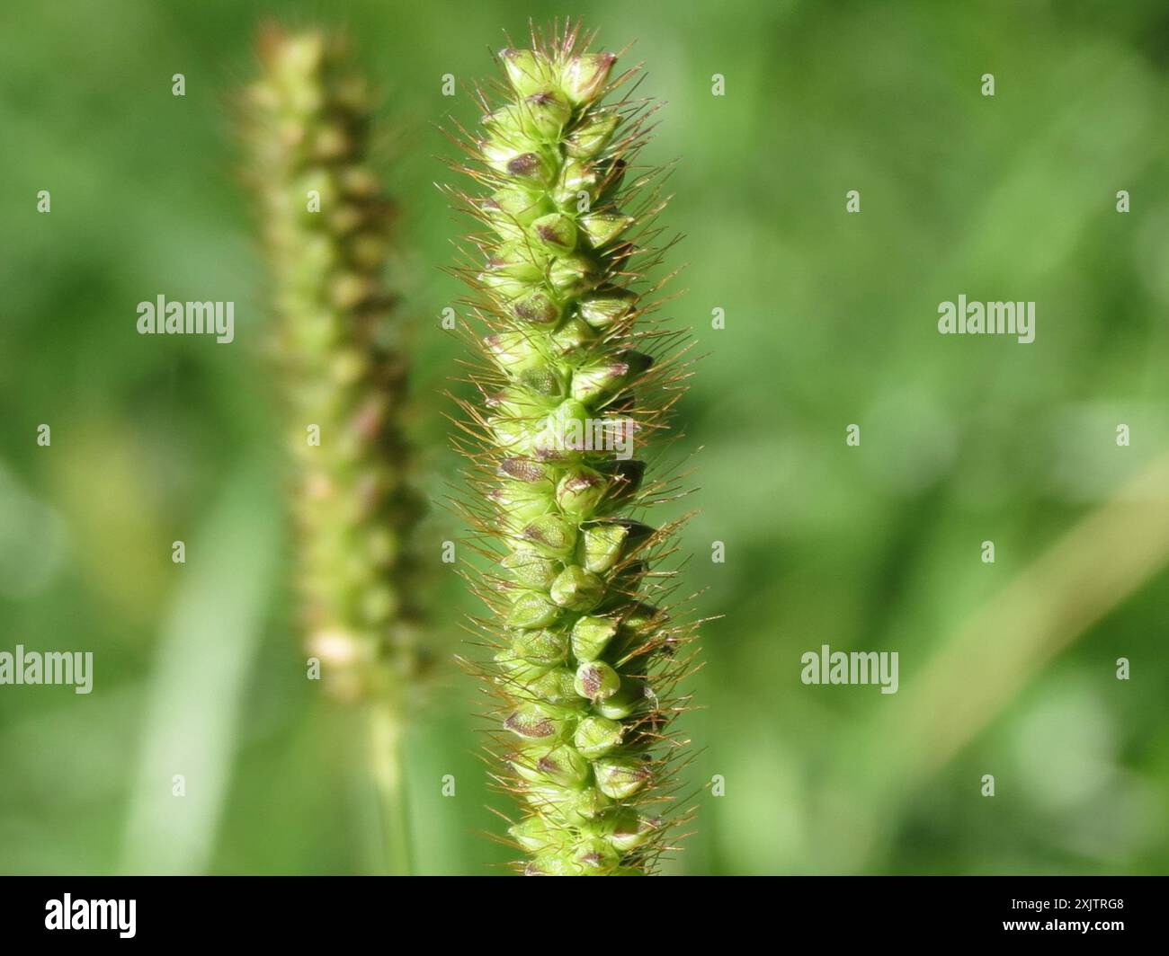 yellow foxtail (Setaria pumila) Plantae Stock Photo - Alamy