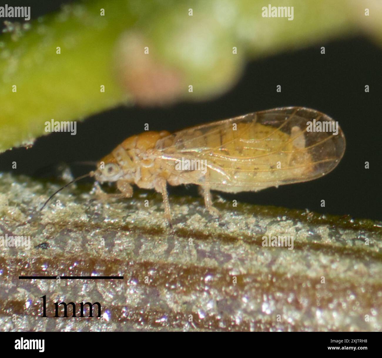 Acacia Psyllid (Acizzia uncatoides) Insecta Stock Photo - Alamy