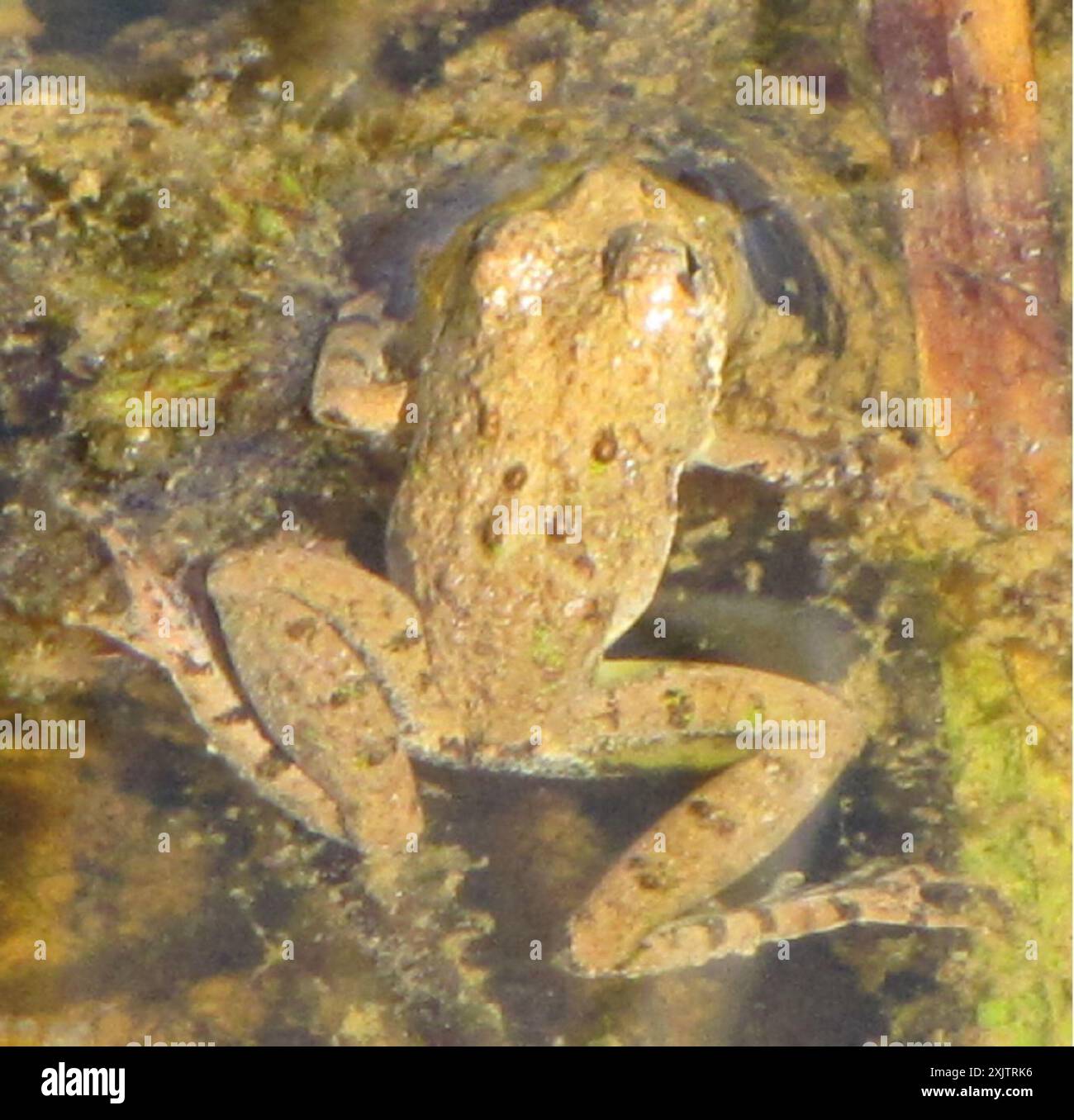 Northern Cricket Frog (Acris crepitans) Amphibia Stock Photo - Alamy