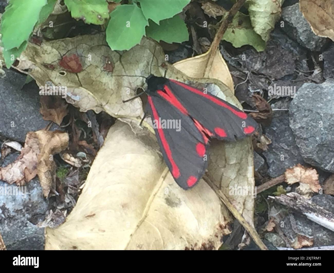 Cinnabar moth (Tyria jacobaeae) Insecta Stock Photo - Alamy