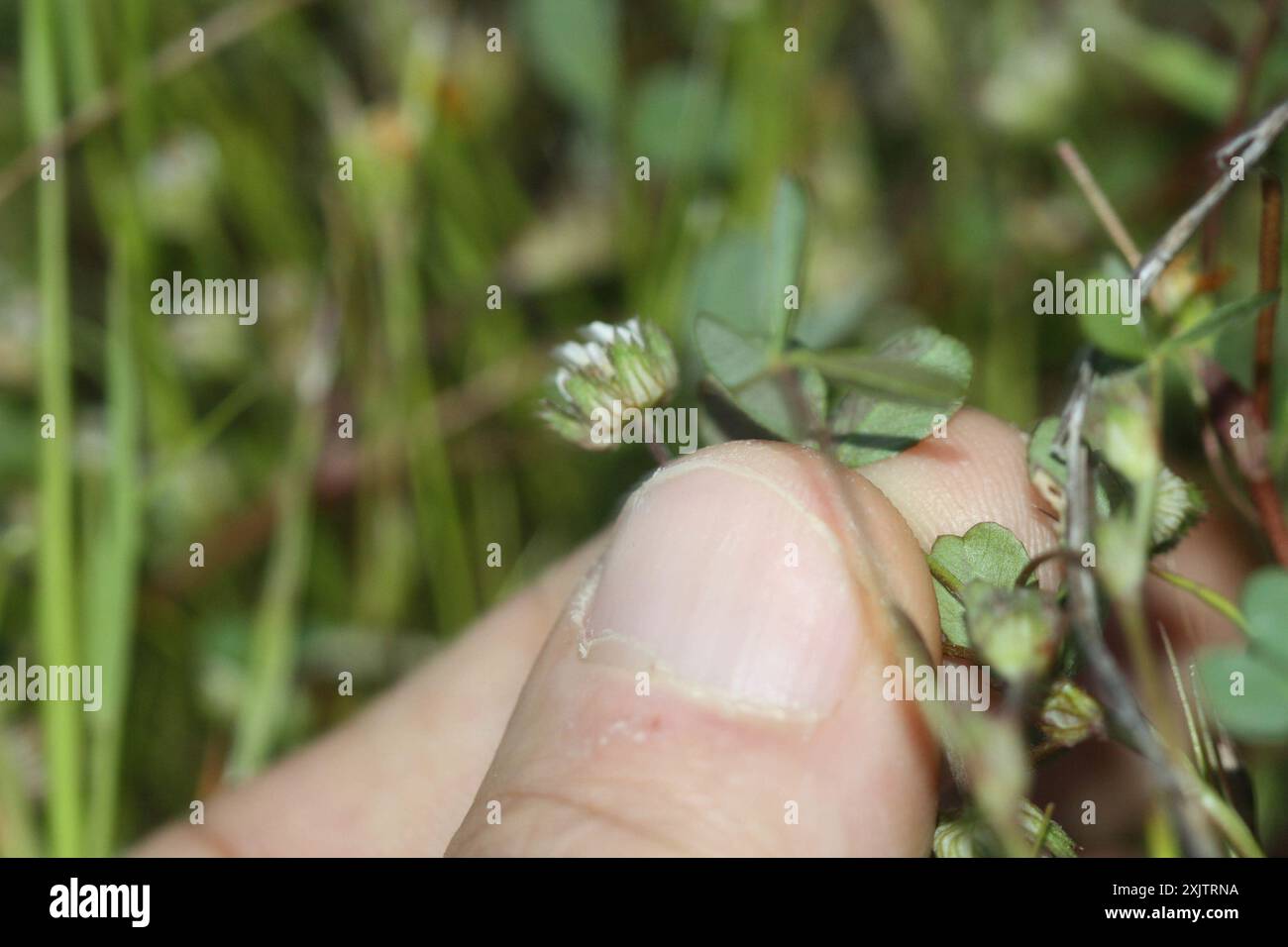 thimble clover (Trifolium microdon) Plantae Stock Photo - Alamy