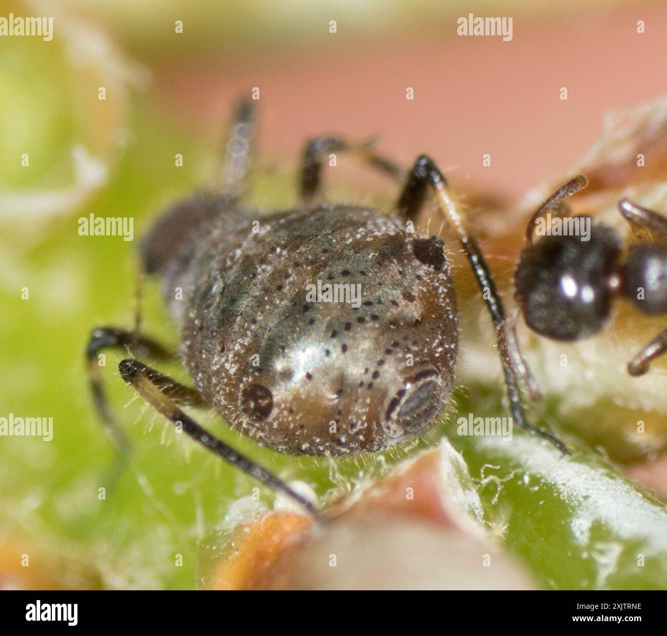 Giant Conifer Aphids (Cinara) Insecta Stock Photo - Alamy