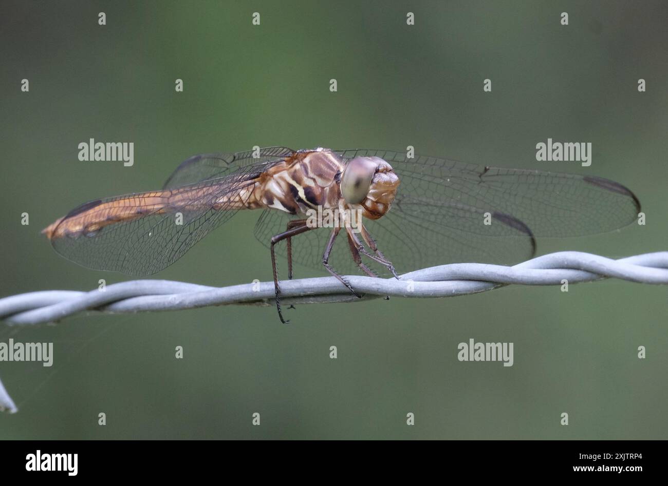 Roseate Skimmer (Orthemis ferruginea) Insecta Stock Photo - Alamy