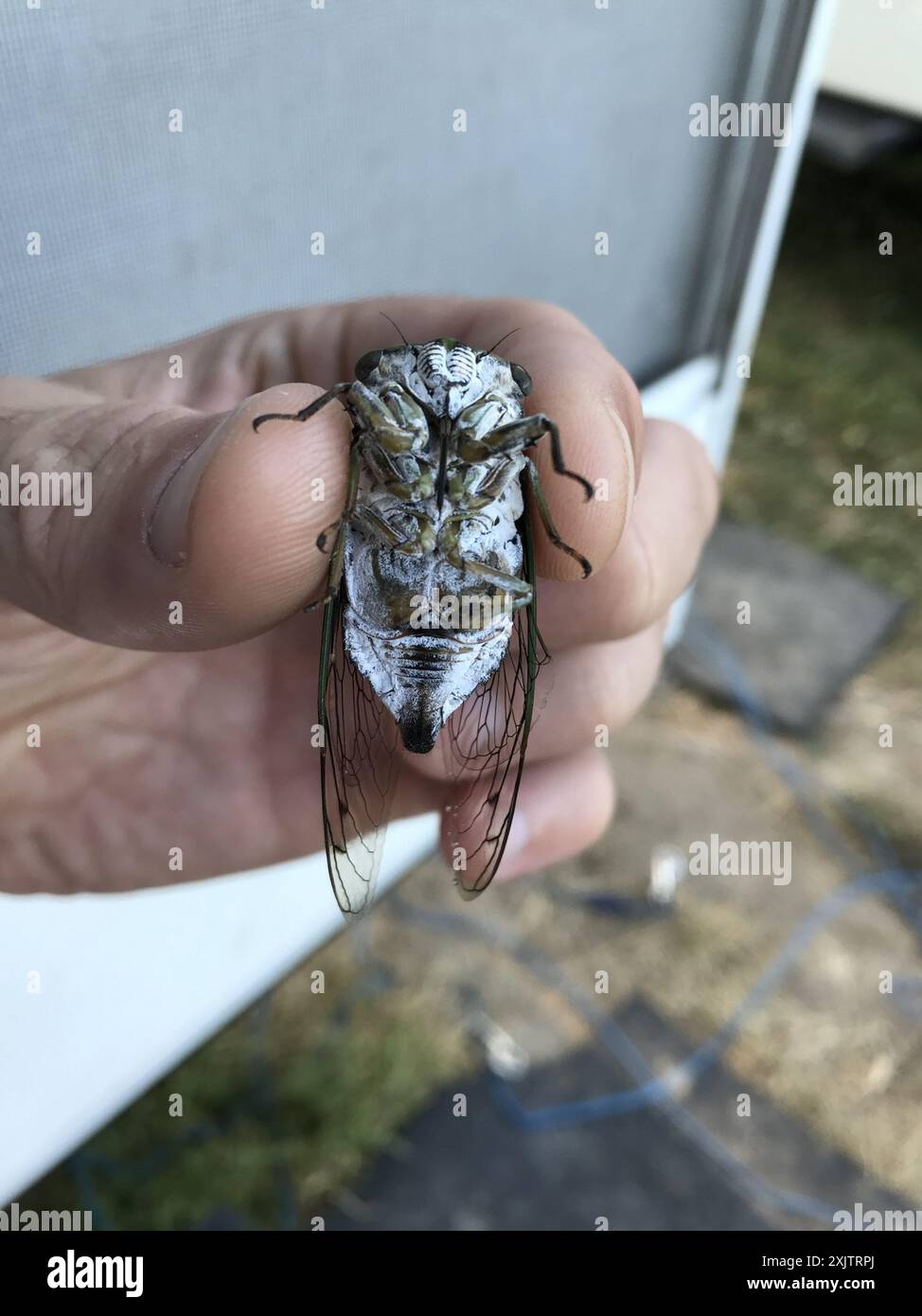 Scissor Grinder (Neotibicen pruinosus) Insecta Stock Photo - Alamy
