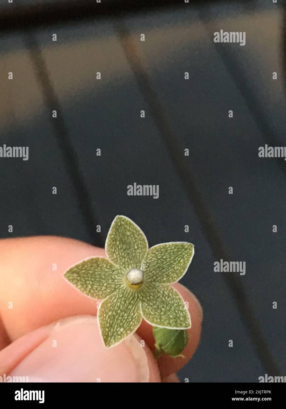 Pearl Milkweed (Matelea reticulata) Plantae Stock Photo - Alamy