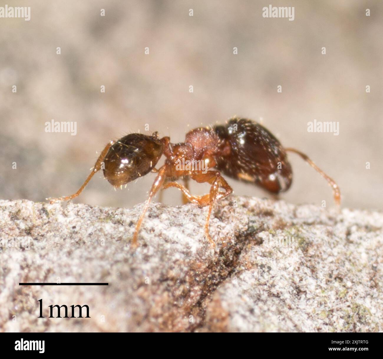 Navigating Big-headed Ant (Pheidole navigans) Insecta Stock Photo - Alamy
