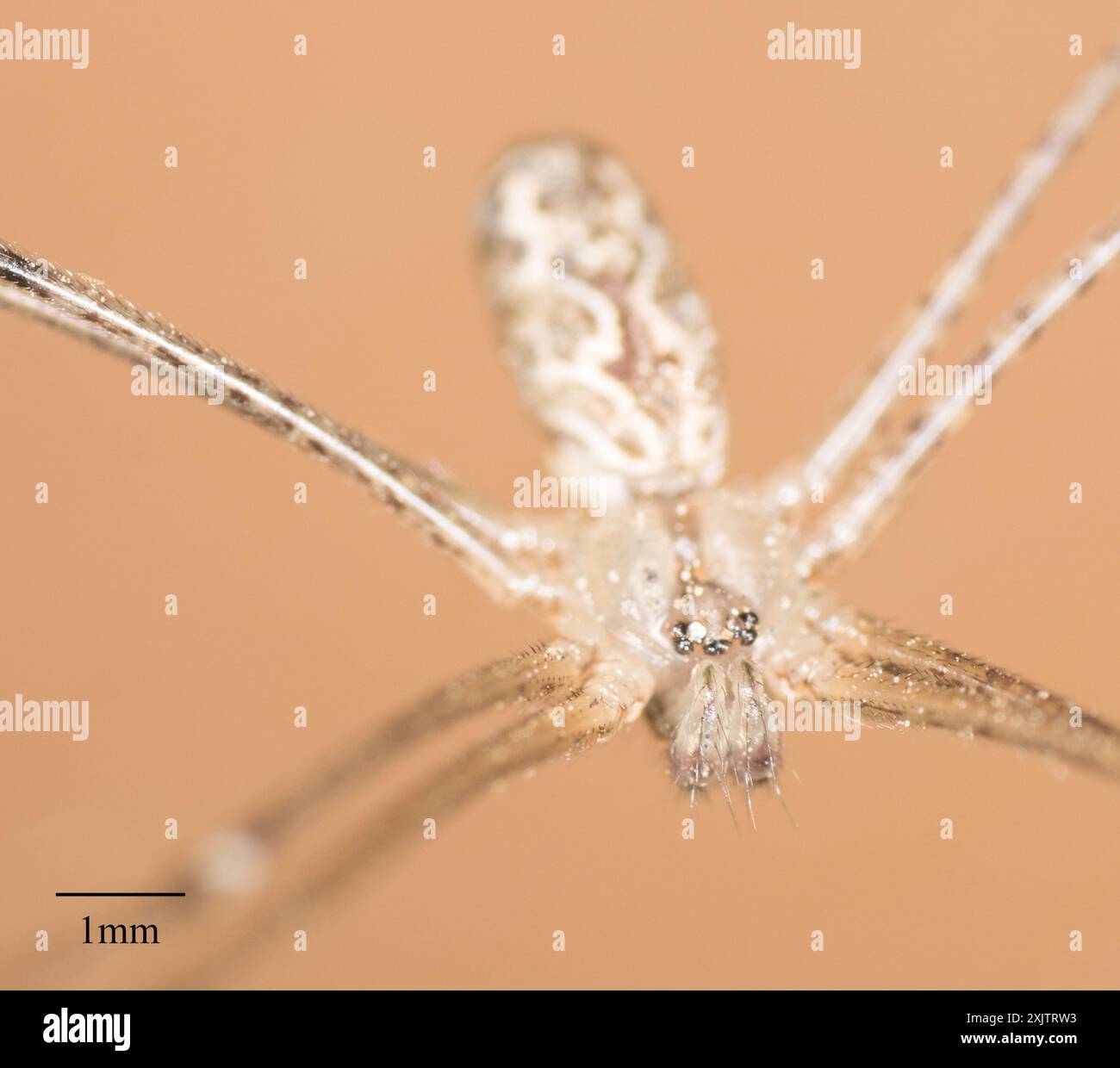 Cellar Spiders (Pholcidae) Arachnida Stock Photo - Alamy