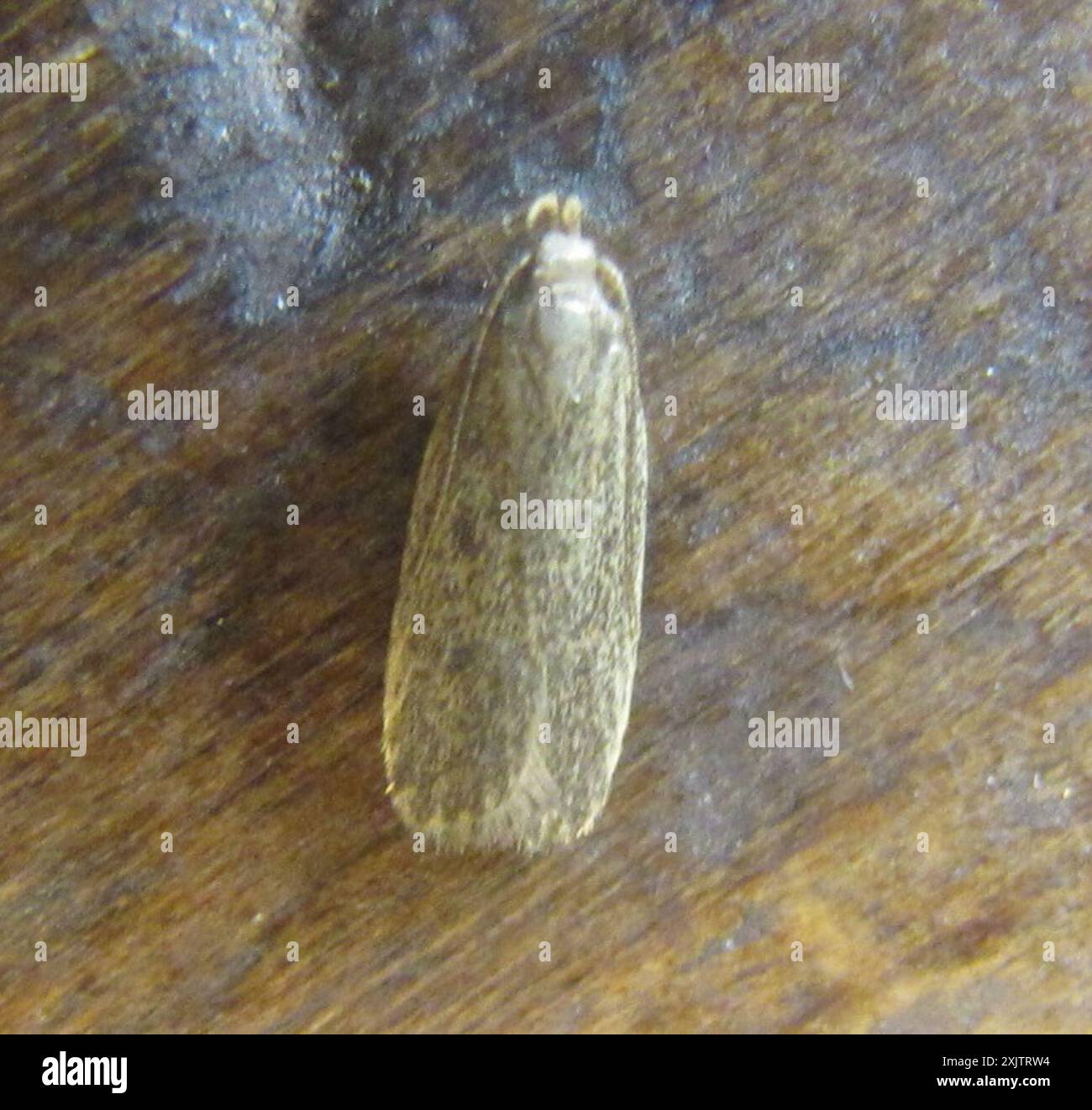 Curved-horn Moths (Gelechioidea) Insecta Stock Photo - Alamy