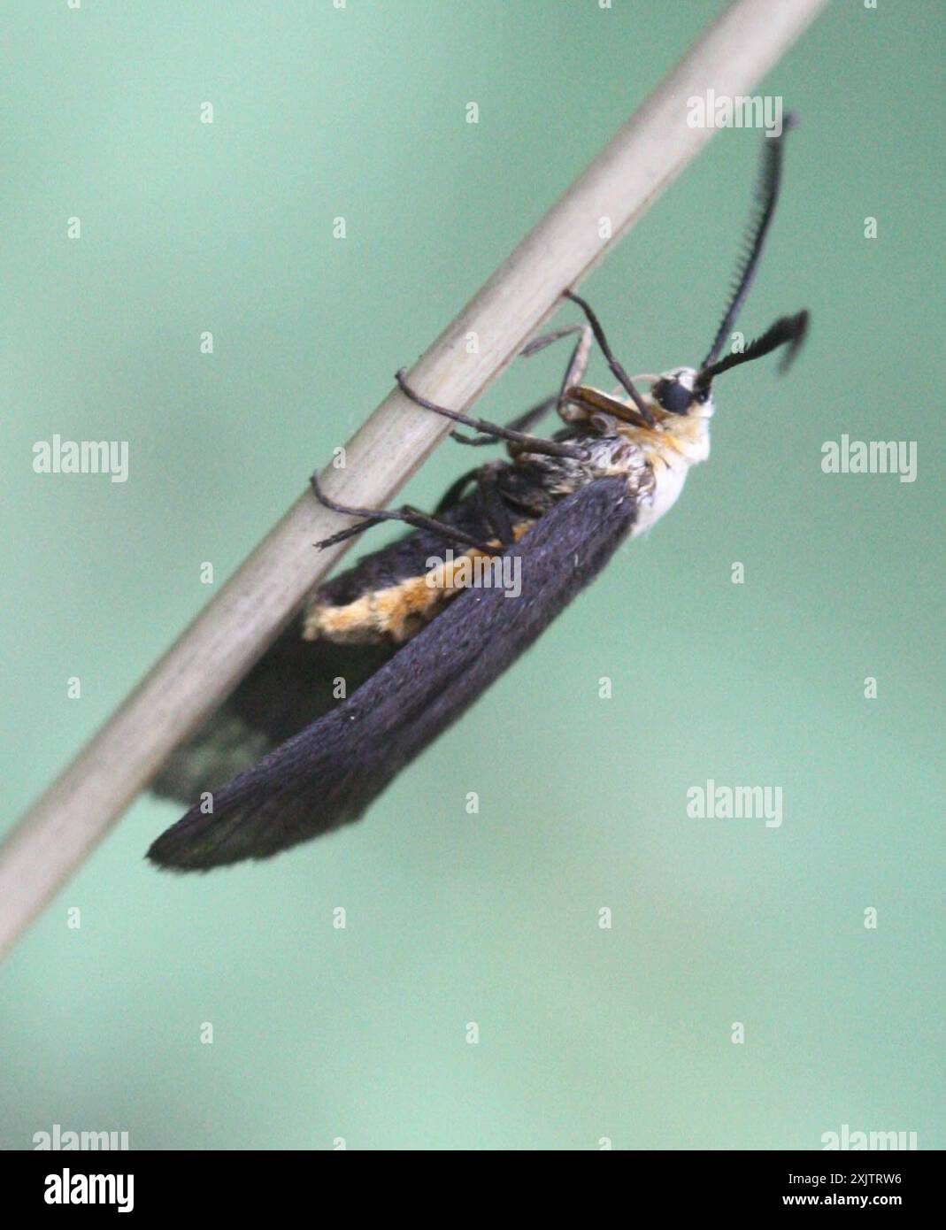 (Neoilliberis fusca) Insecta Stock Photo - Alamy