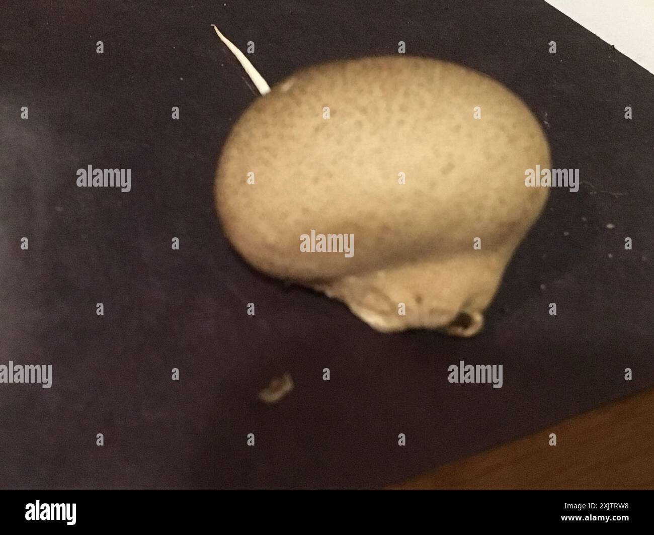 Pear-shaped Puffball (Apioperdon pyriforme) Fungi Stock Photo - Alamy