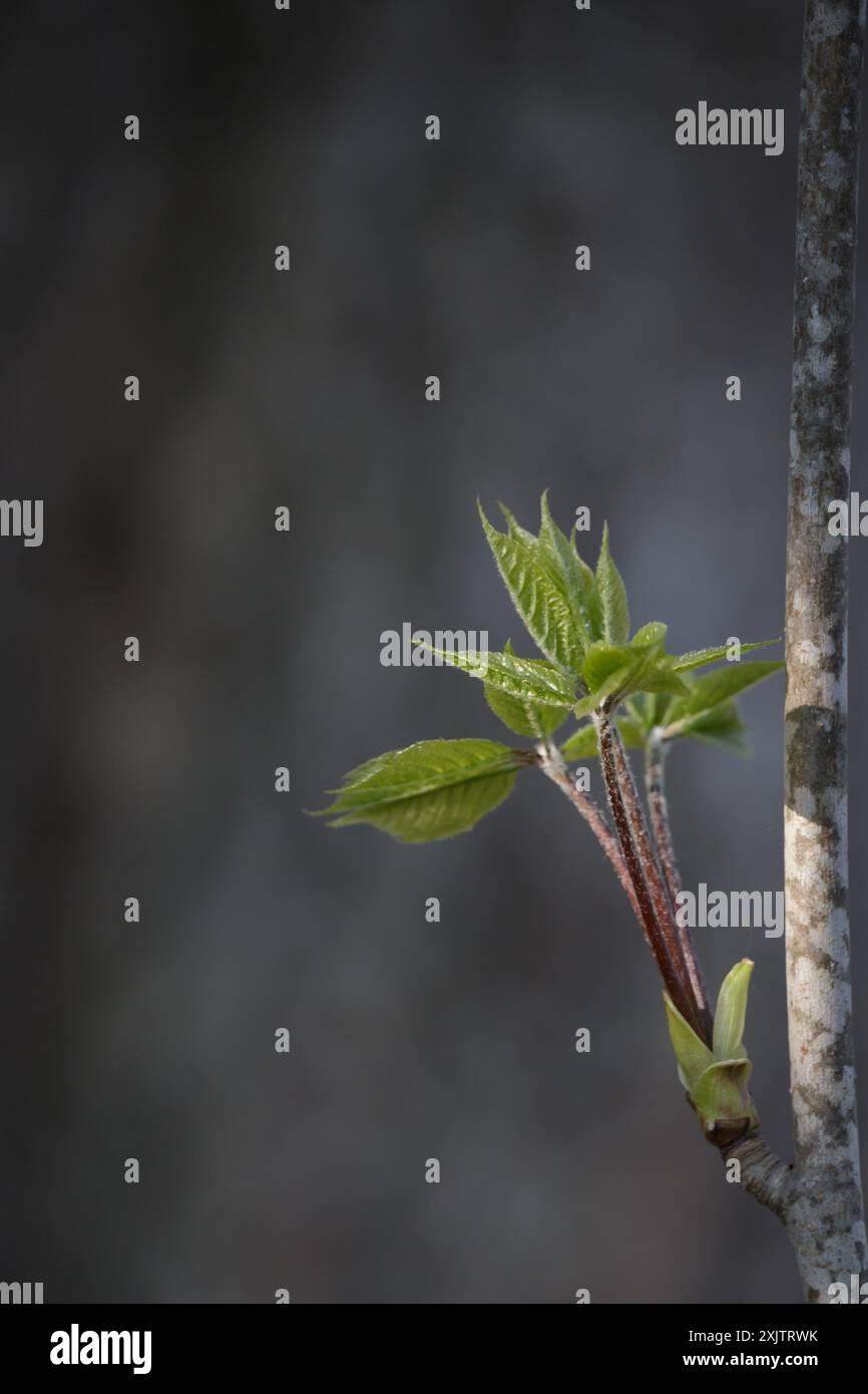 Young green tree plant shoot on dark grey background Stock Photo - Alamy