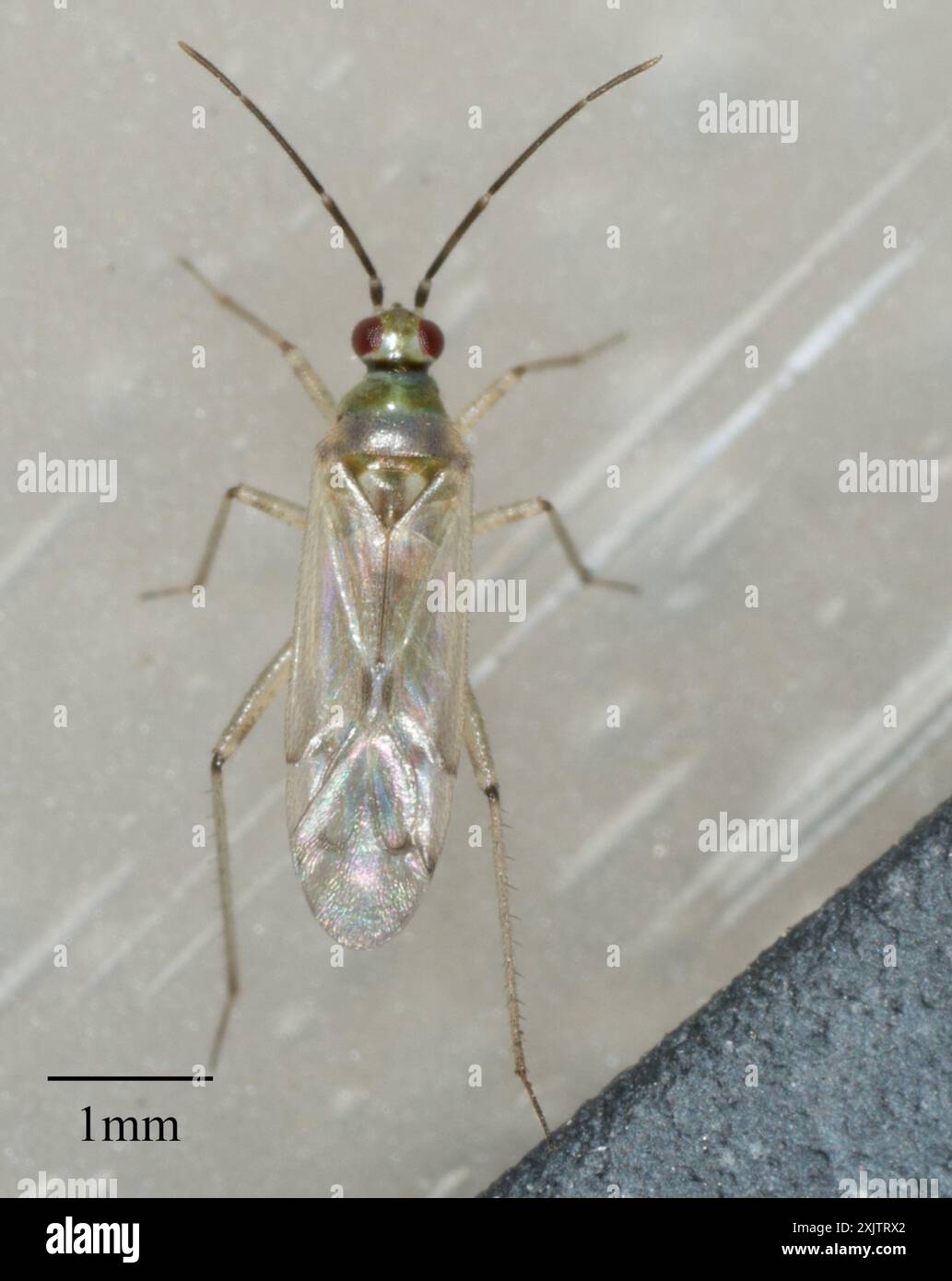 Tomato Bug (Engytatus modestus) Insecta Stock Photo - Alamy