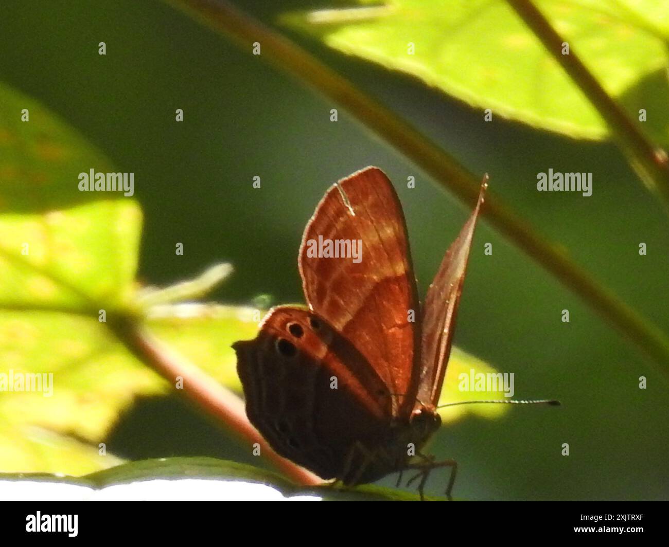 Plum Judy (Abisara echerius) Insecta Stock Photo - Alamy