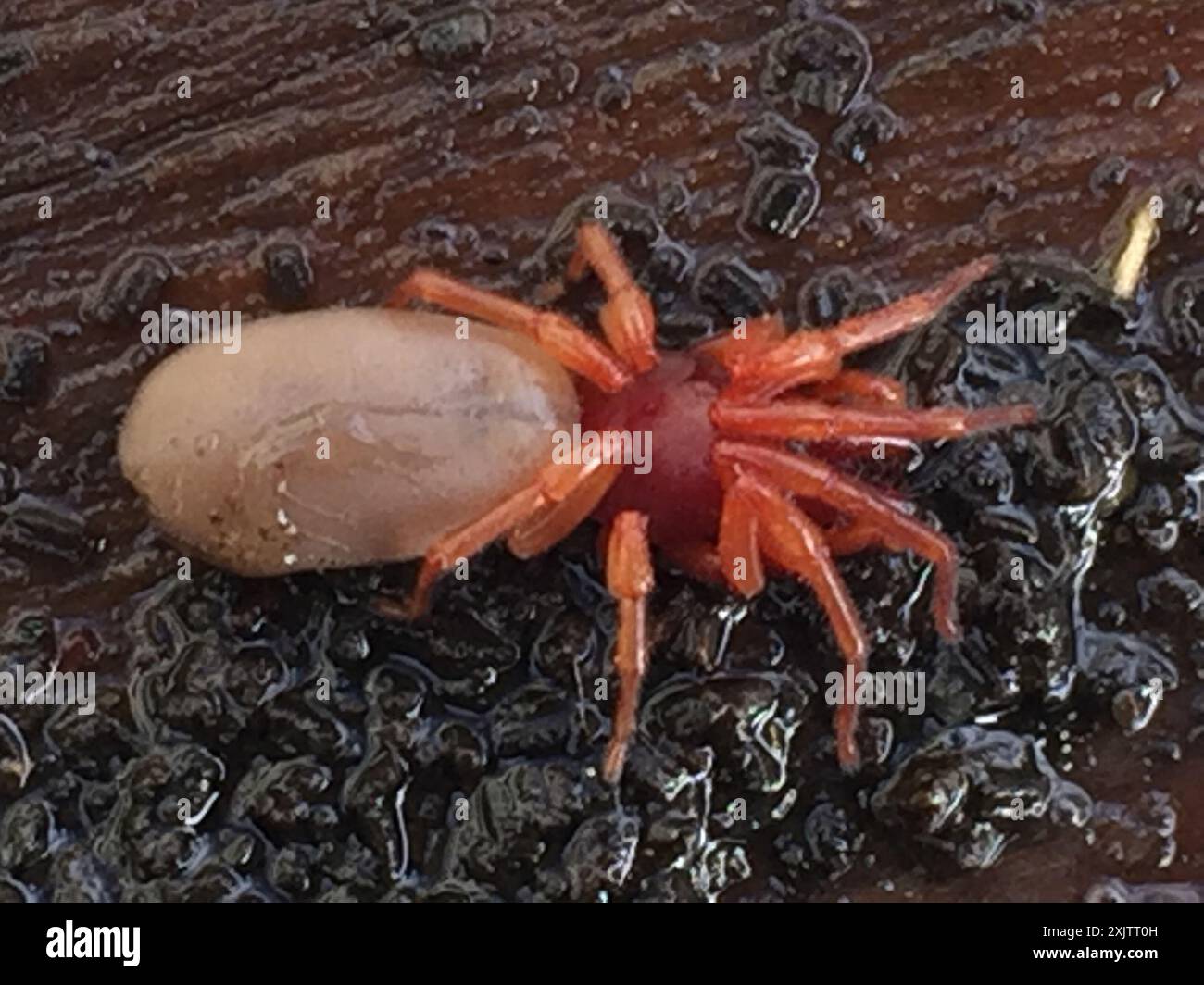 Woodlouse Spider (Dysdera crocata) Arachnida Stock Photo - Alamy