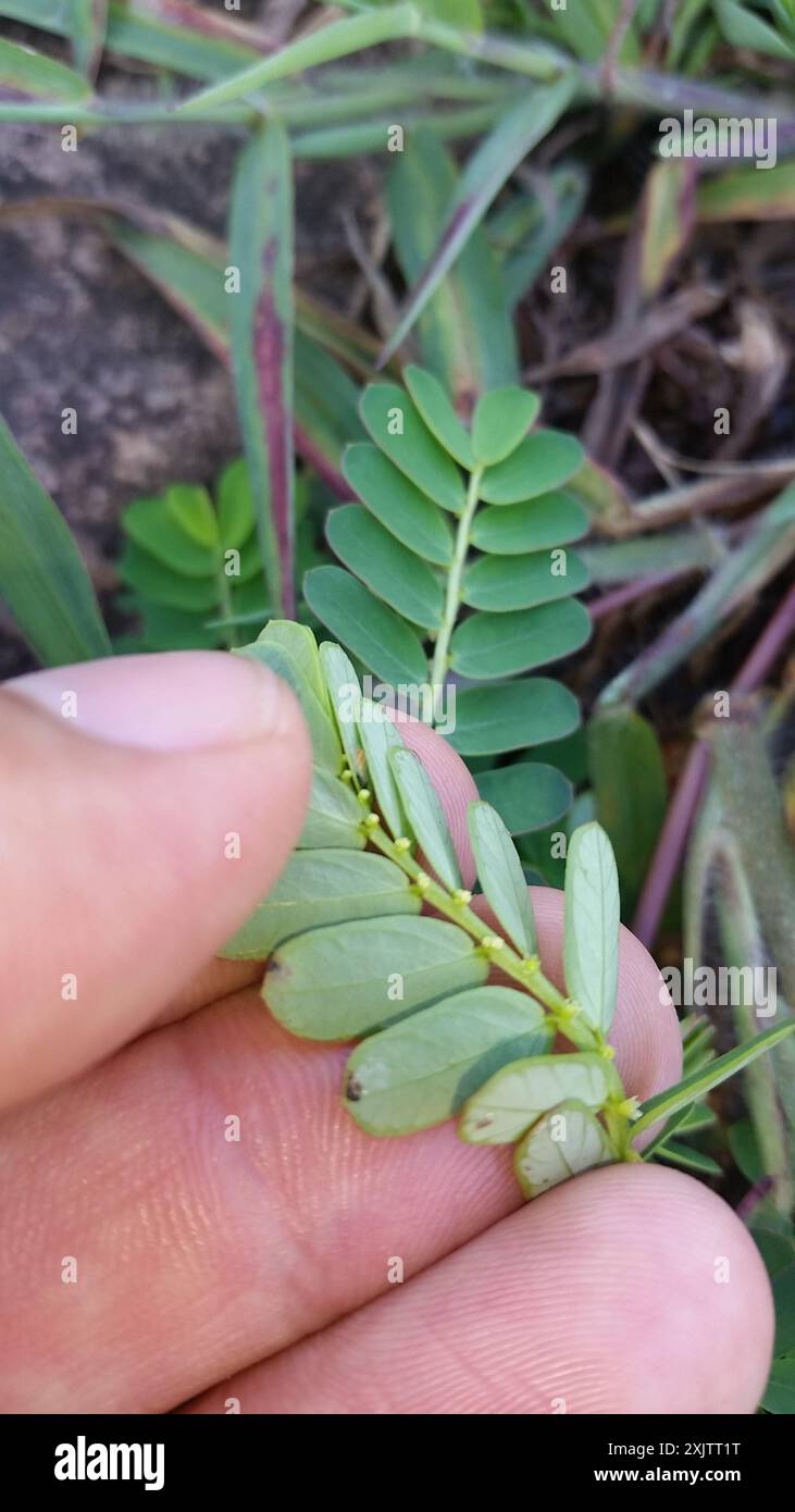 Chamberbitter (Phyllanthus urinaria) Plantae Stock Photo - Alamy