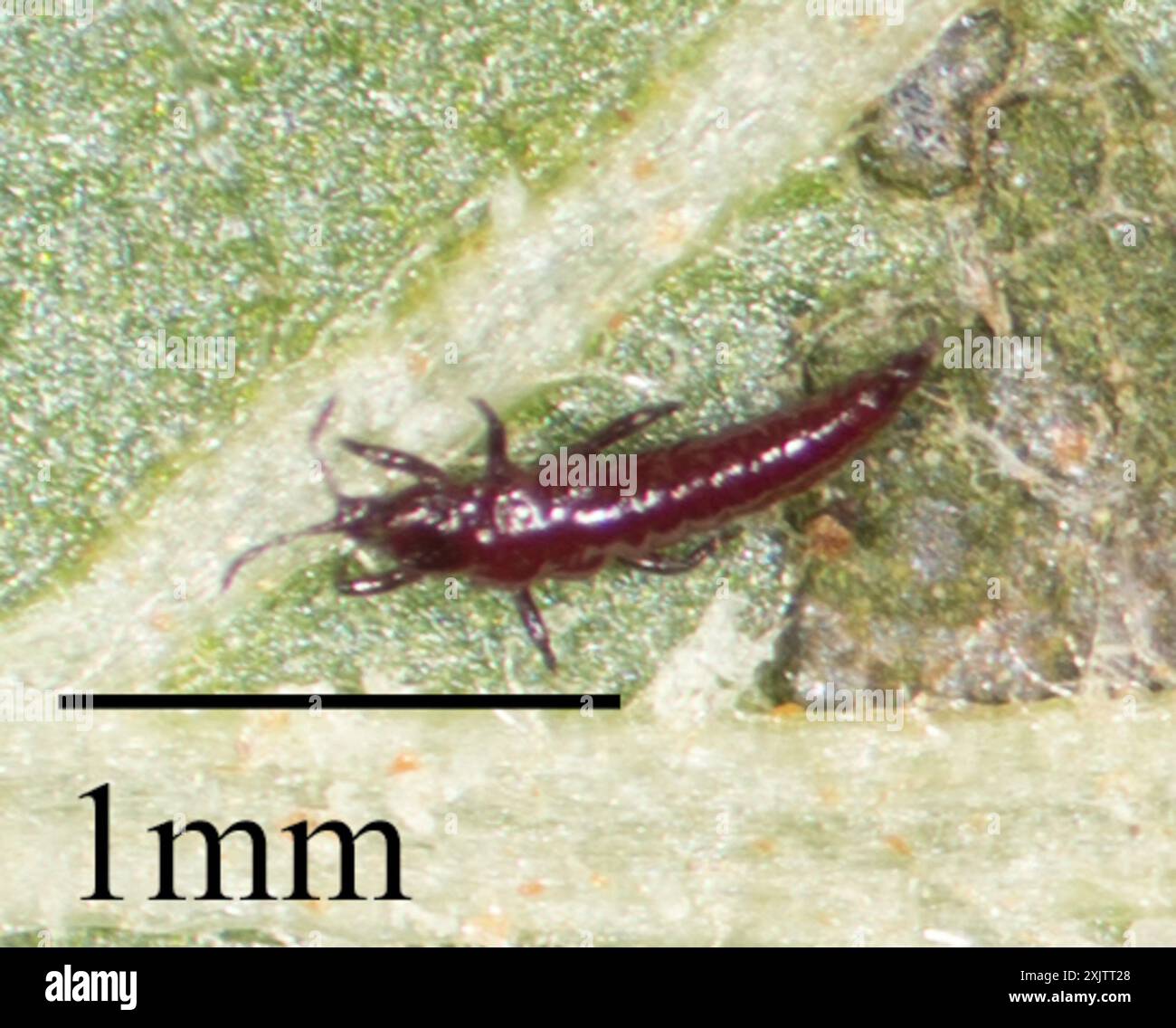 Thrips (Thysanoptera) Insecta Stock Photo - Alamy