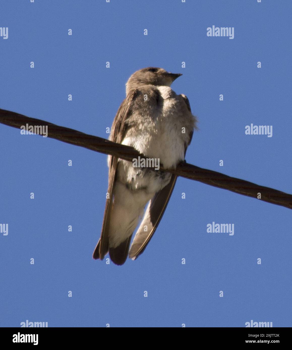 Northern Rough-winged Swallow (Stelgidopteryx serripennis) Aves Stock ...
