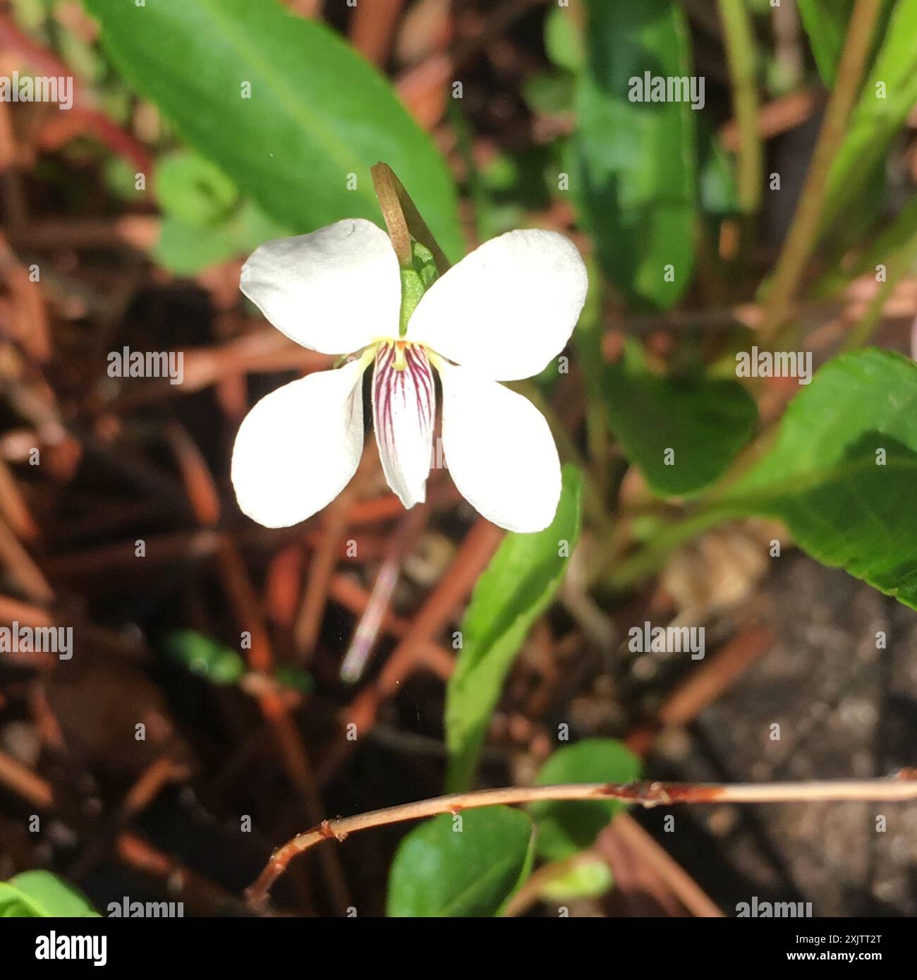 northern white violet (Viola minuscula) Plantae Stock Photo - Alamy