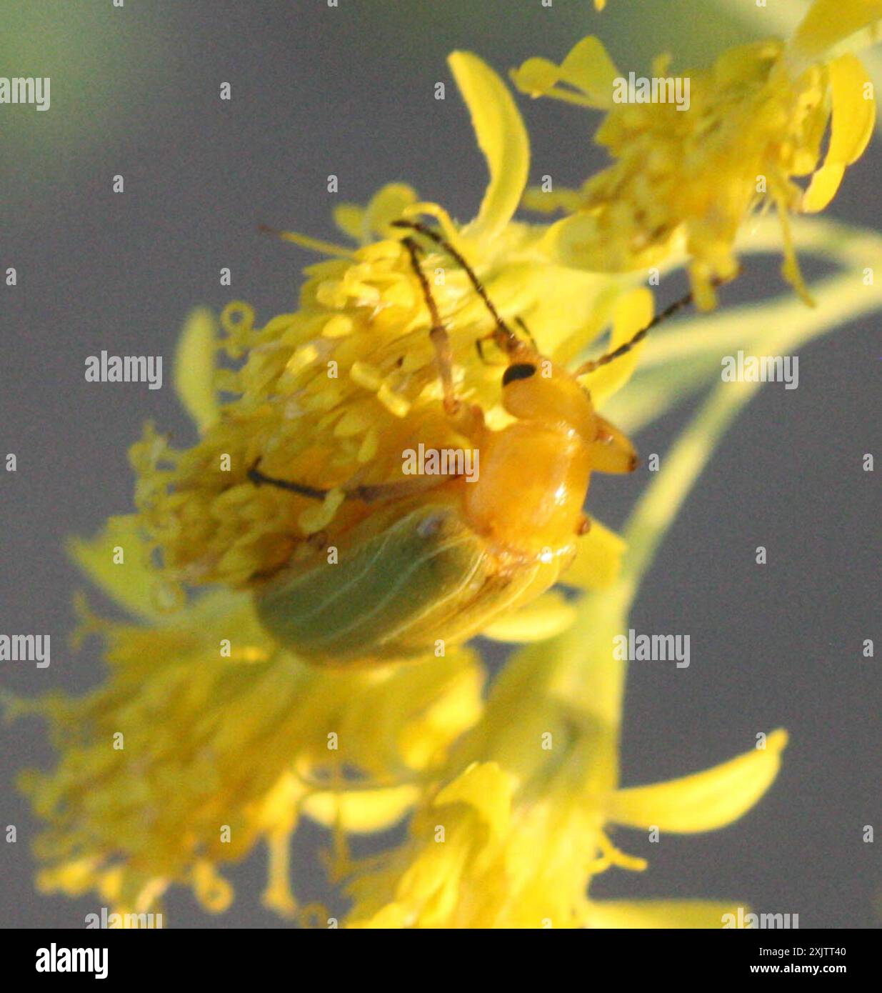 Blister Beetles (Meloidae) Insecta Stock Photo - Alamy