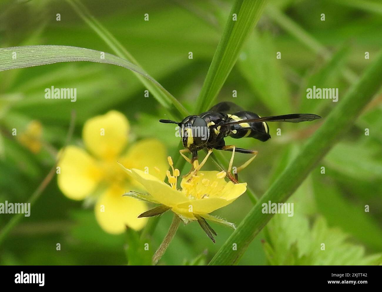 two-banded wasp hoverfly (Chrysotoxum bicinctum) Insecta Stock Photo ...