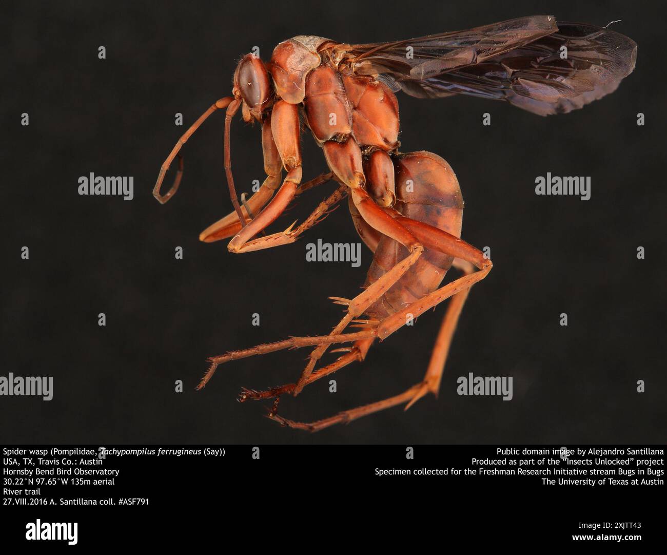 Rusty Spider Wasp (Tachypompilus ferrugineus) Insecta Stock Photo - Alamy